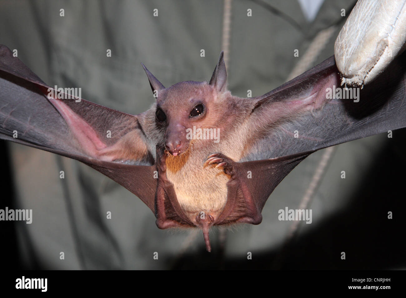 Dobson's Long-tongued Dawn Bat (Eonycteris spelaea), caught individual ...