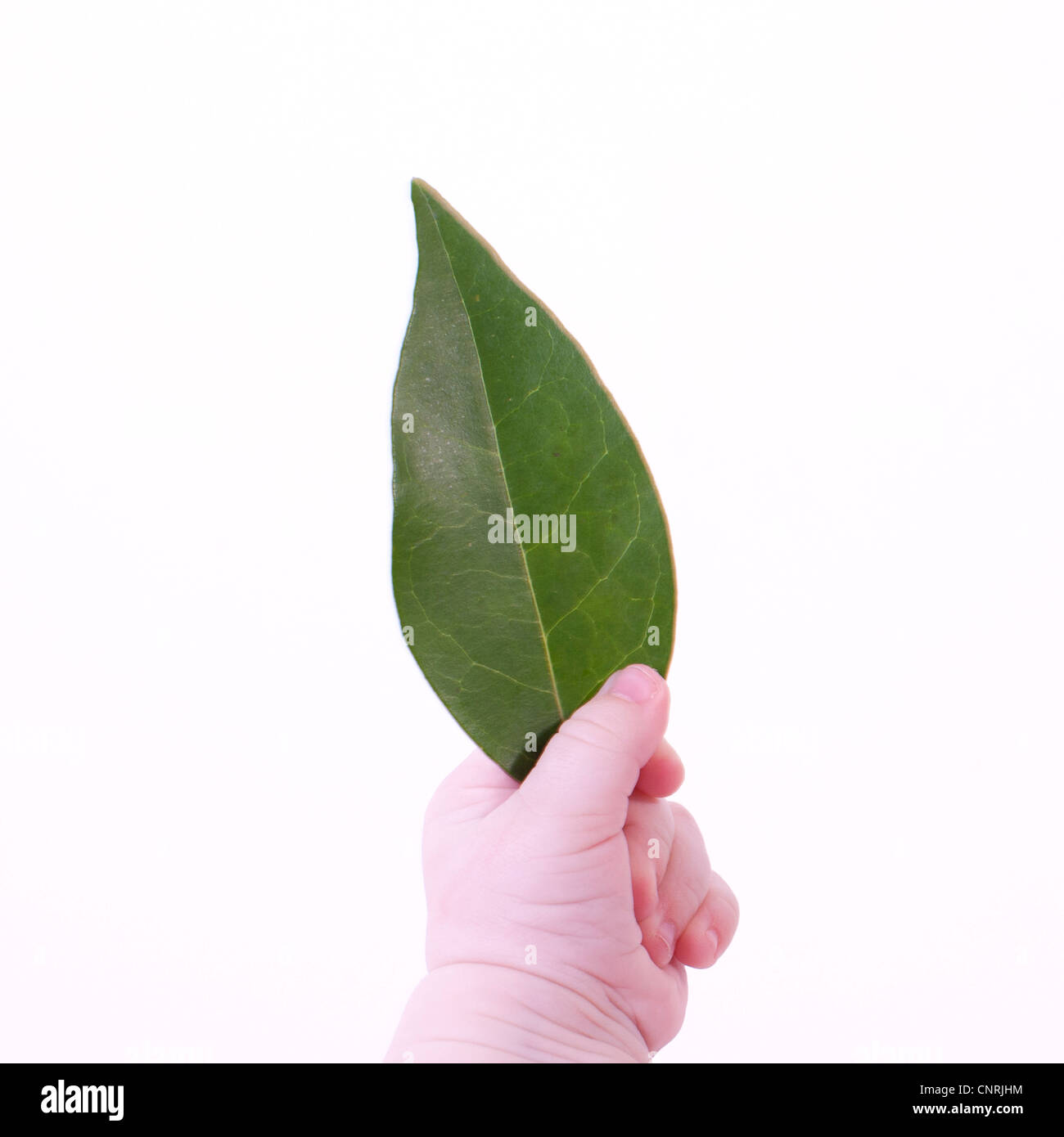 Baby's hand holding leaf Stock Photo - Alamy