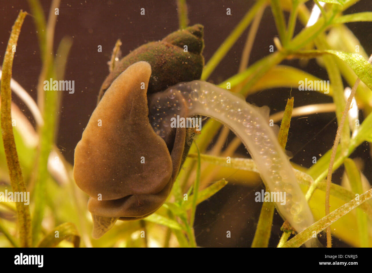 Radix peregra hi-res stock photography and images - Alamy