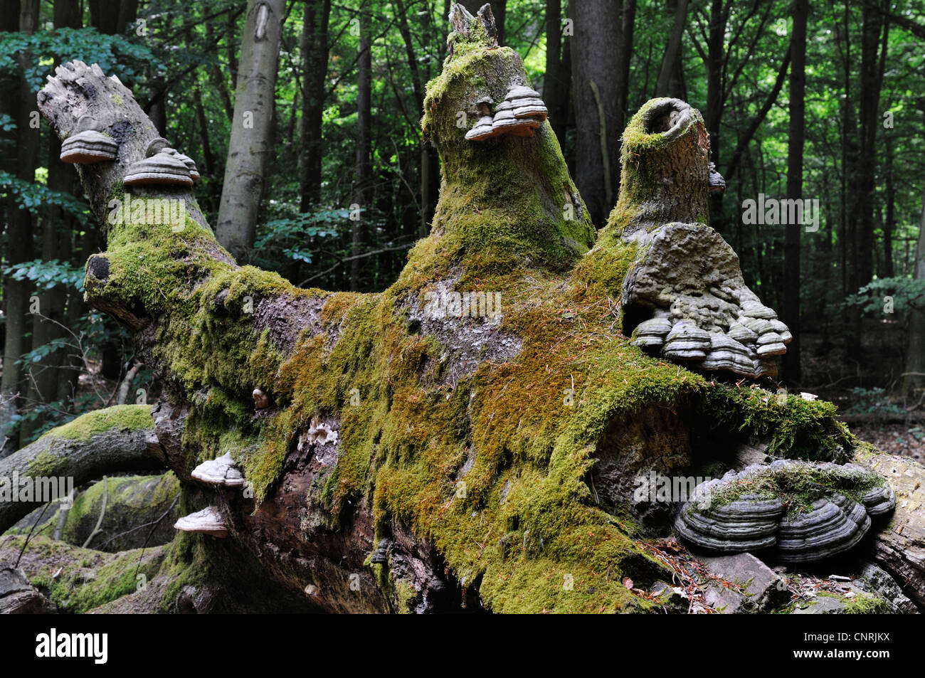 Dead tree in forest hi-res stock photography and images - Alamy