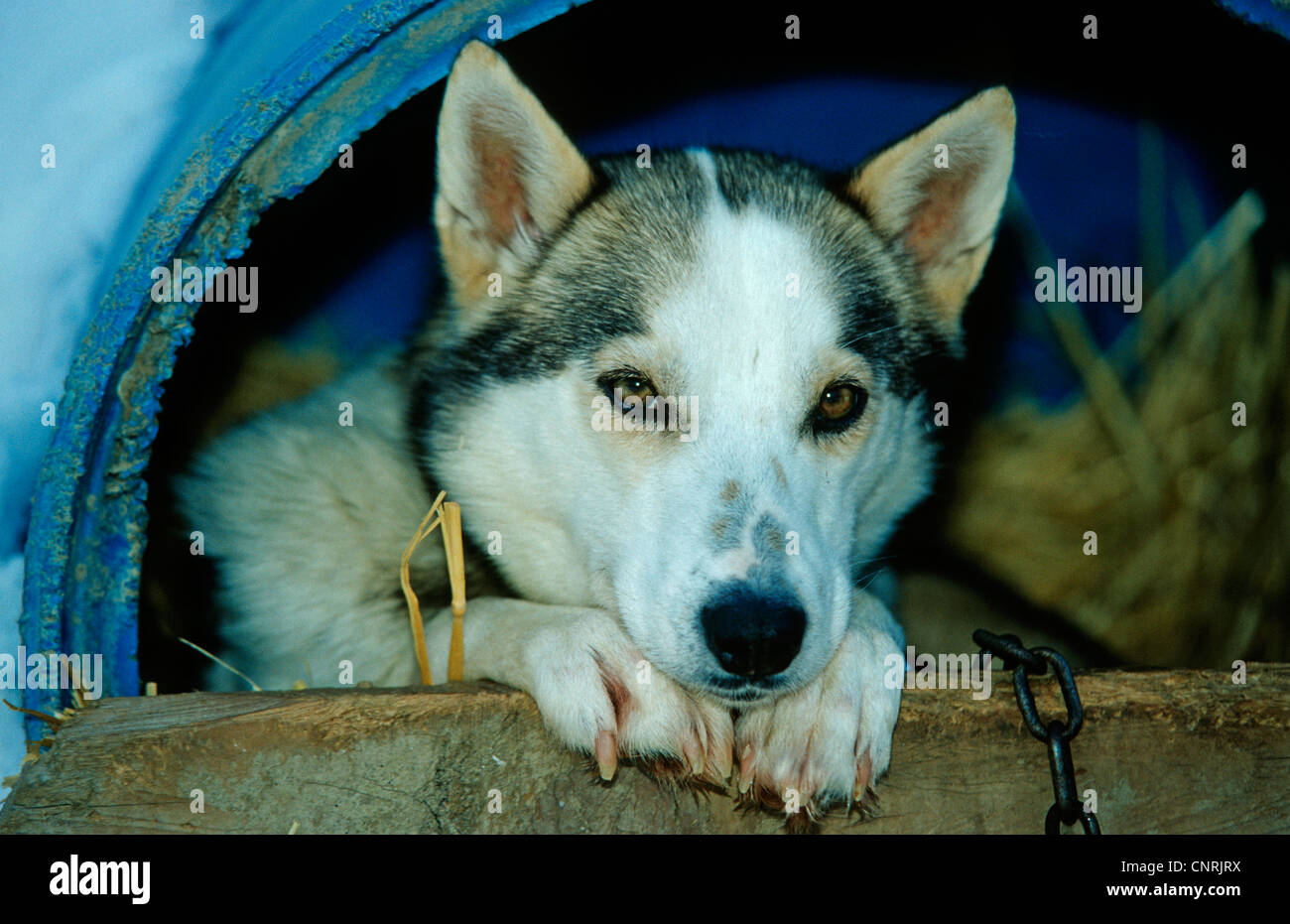 Alaskan Husky (Canis lupus f. familiaris), portrait, USA, Alaska Stock ...