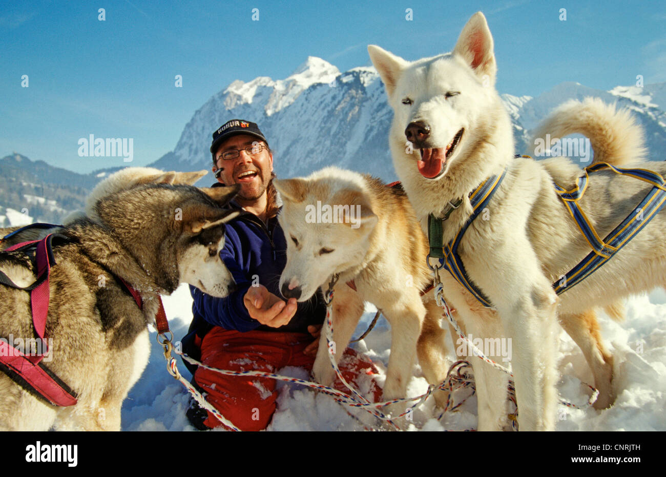 Alaska husky canis lupus f familiaris hi-res stock photography and ...