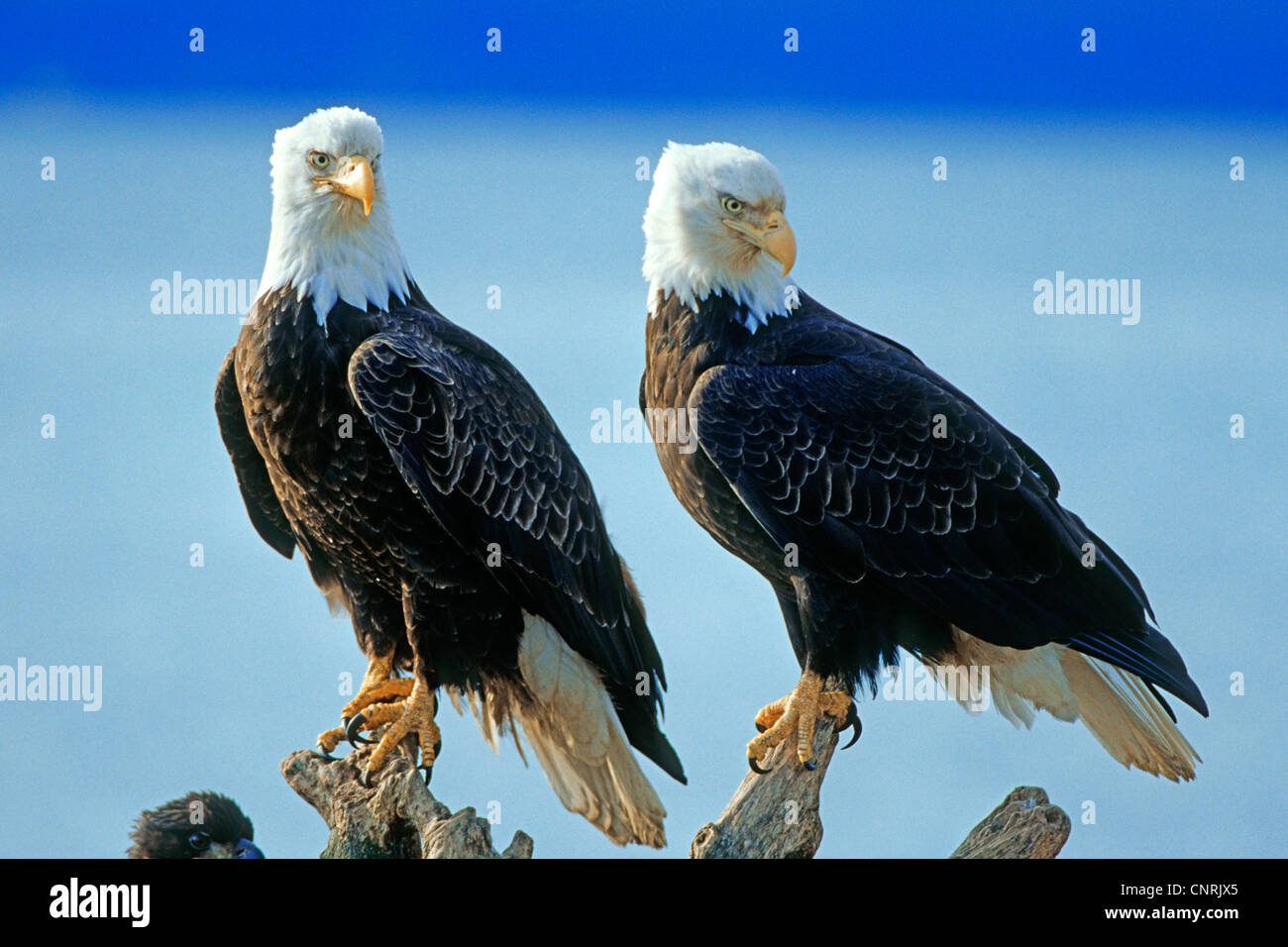 American bald eagle (Haliaeetus leucocephalus), two american bald ...