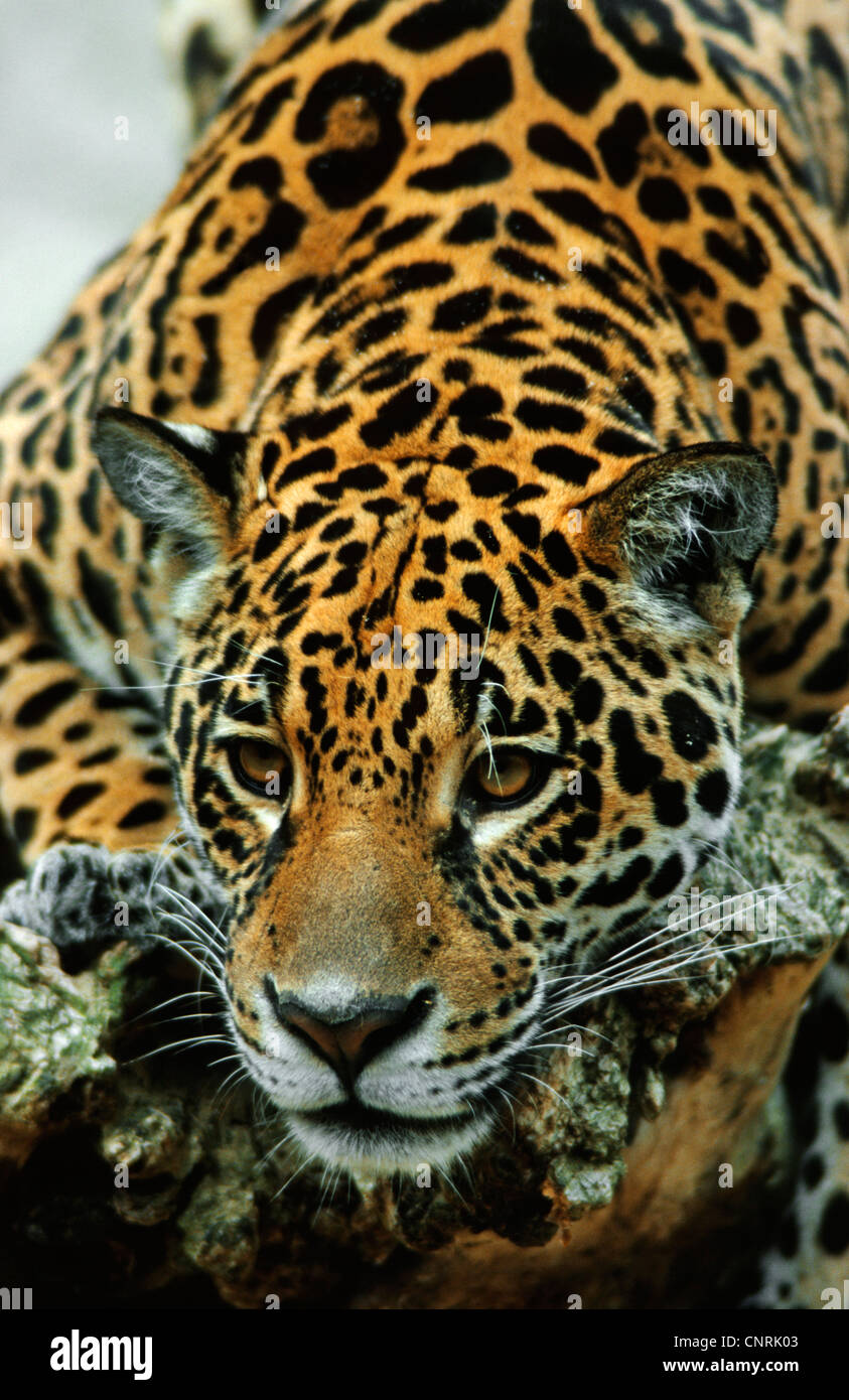 jaguar (Panthera onca), portrait Stock Photo - Alamy