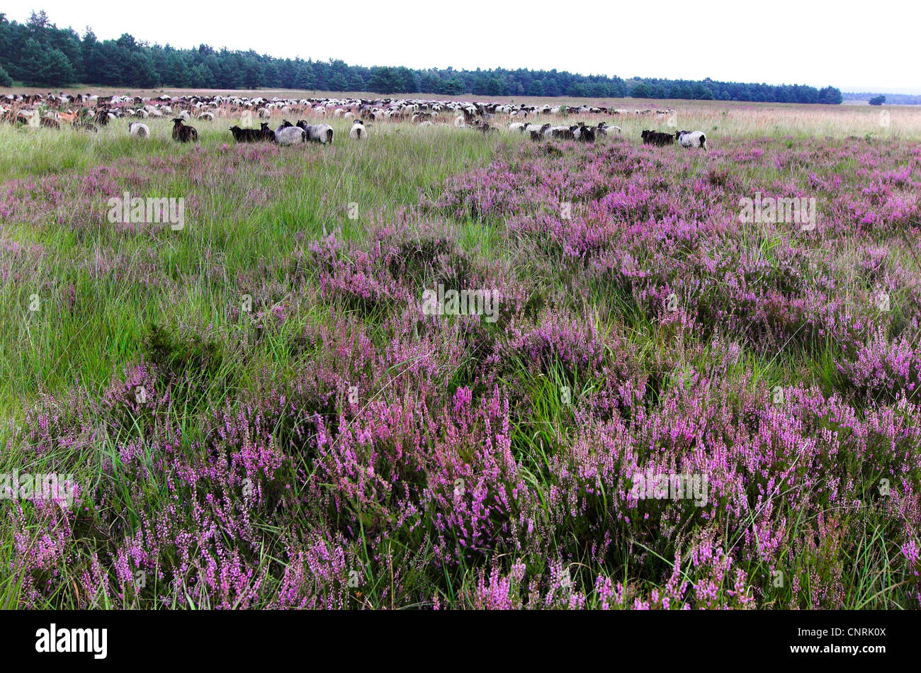 Heath biotope hi-res stock photography and images - Alamy
