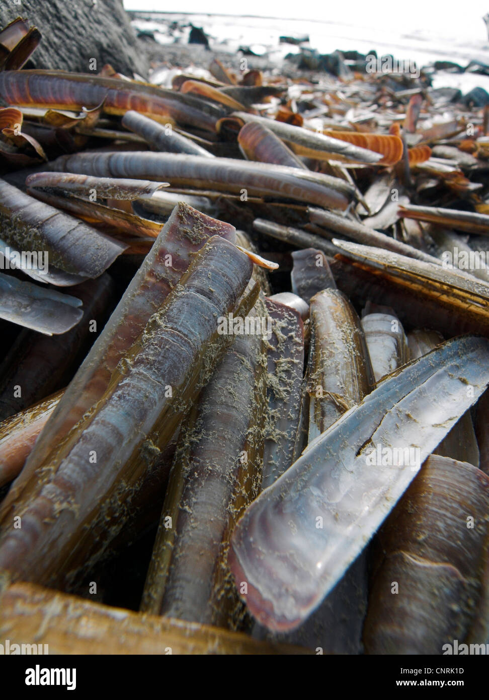 razor clams (razor shells) (Solenidae), shells at a beach, Netherlands ...