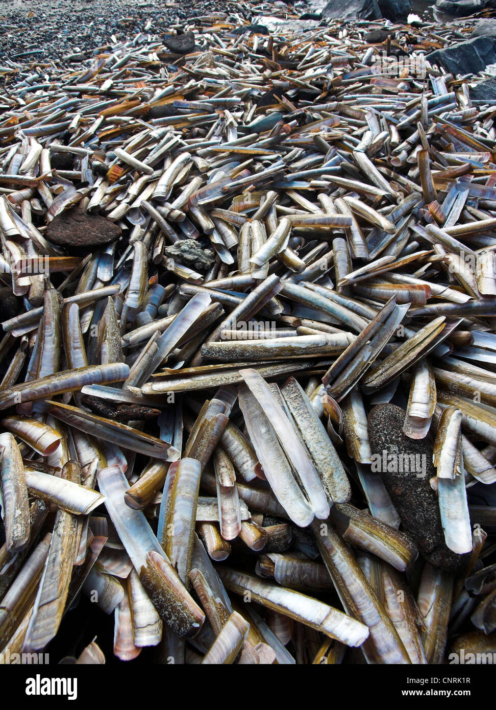 razor clams (razor shells) (Solenidae), shells at a beach, Netherlands ...