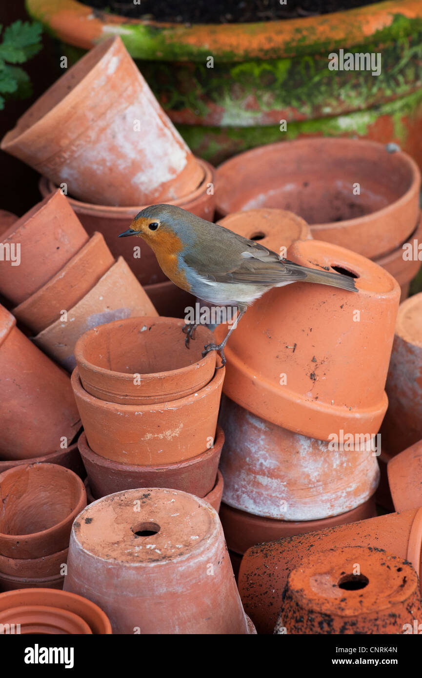 Erithacus rubecula. Robin perched on a stack of flowerpots Stock Photo ...