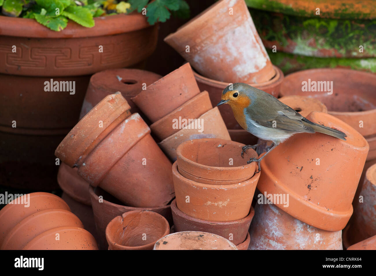 Robin On Pot High Resolution Stock Photography and Images - Alamy