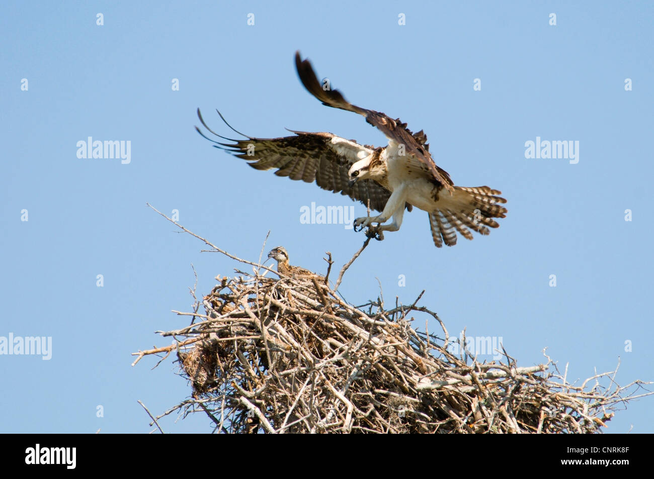 Hawk building nest hi-res stock photography and images - Alamy