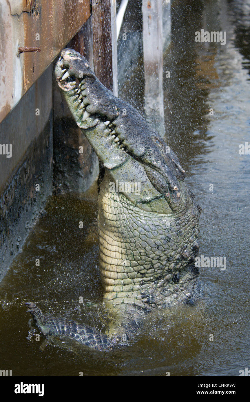 American crocodile crocodylus acutus hi-res stock photography and ...