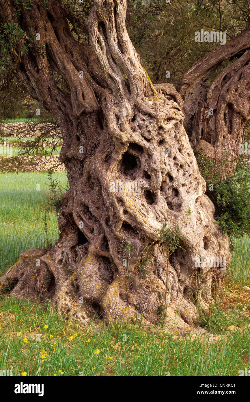 olive tree (Olea europaea ssp. sativa), very old olive tree standing in ...