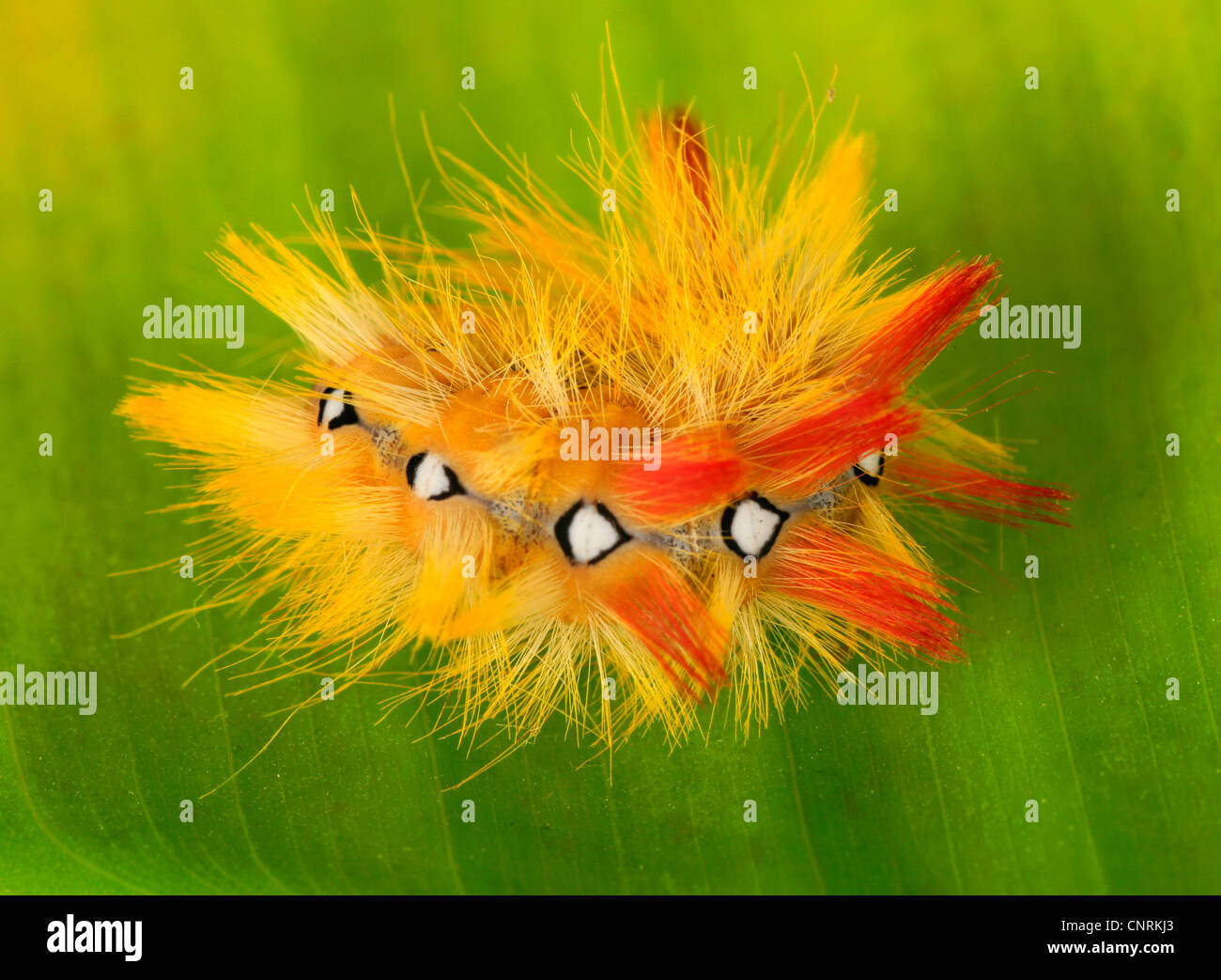 sycamore moth (Acronicta aceris), defence posture on a leaf Stock Photo ...