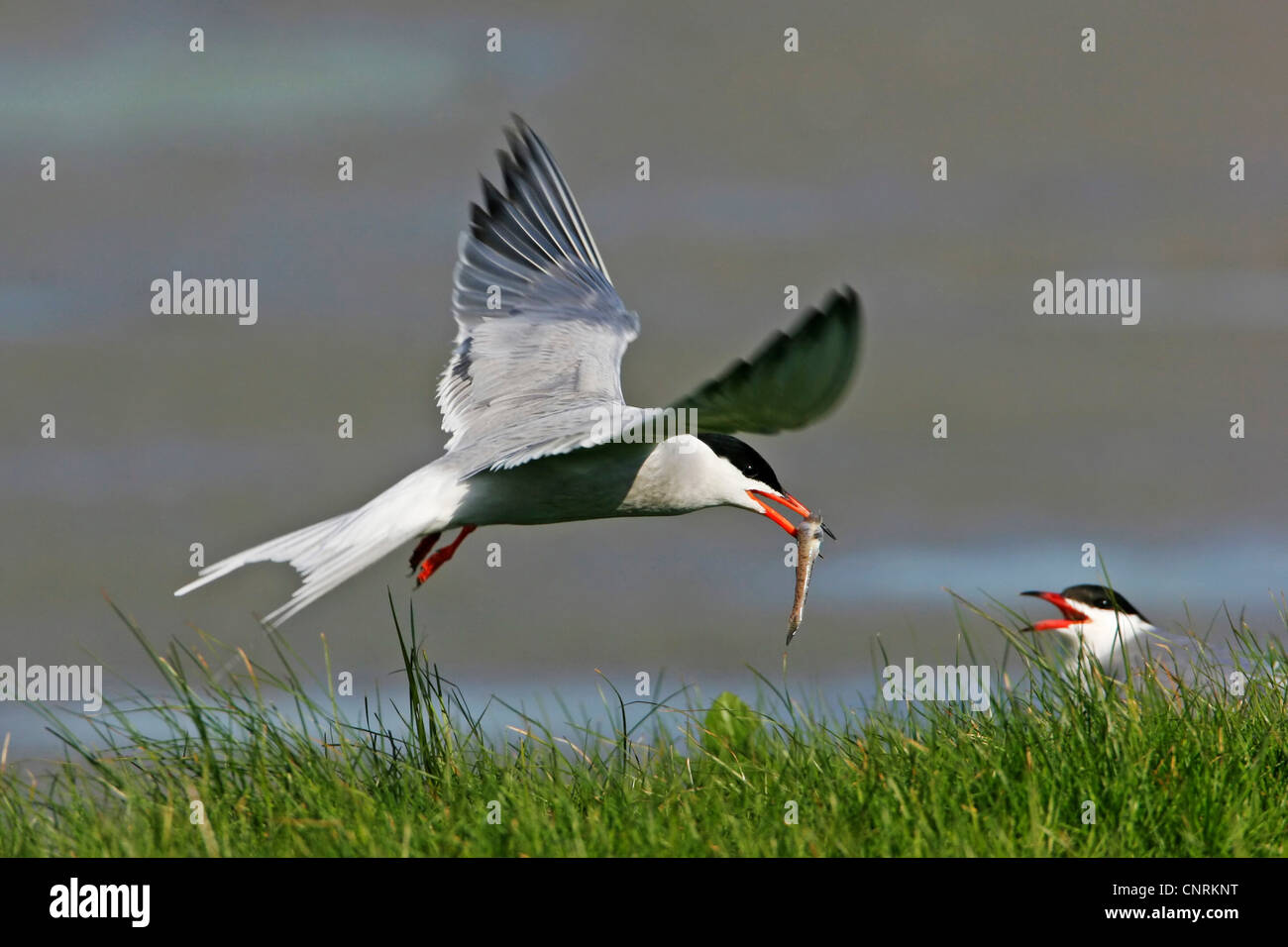 Handing out a fish hi-res stock photography and images - Alamy