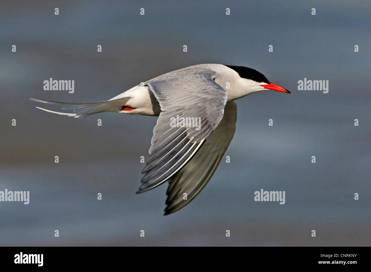 Tern sterna hirundo hi-res stock photography and images - Alamy