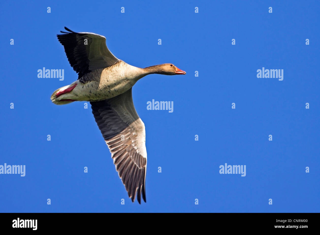 Unusual goose hi-res stock photography and images - Alamy