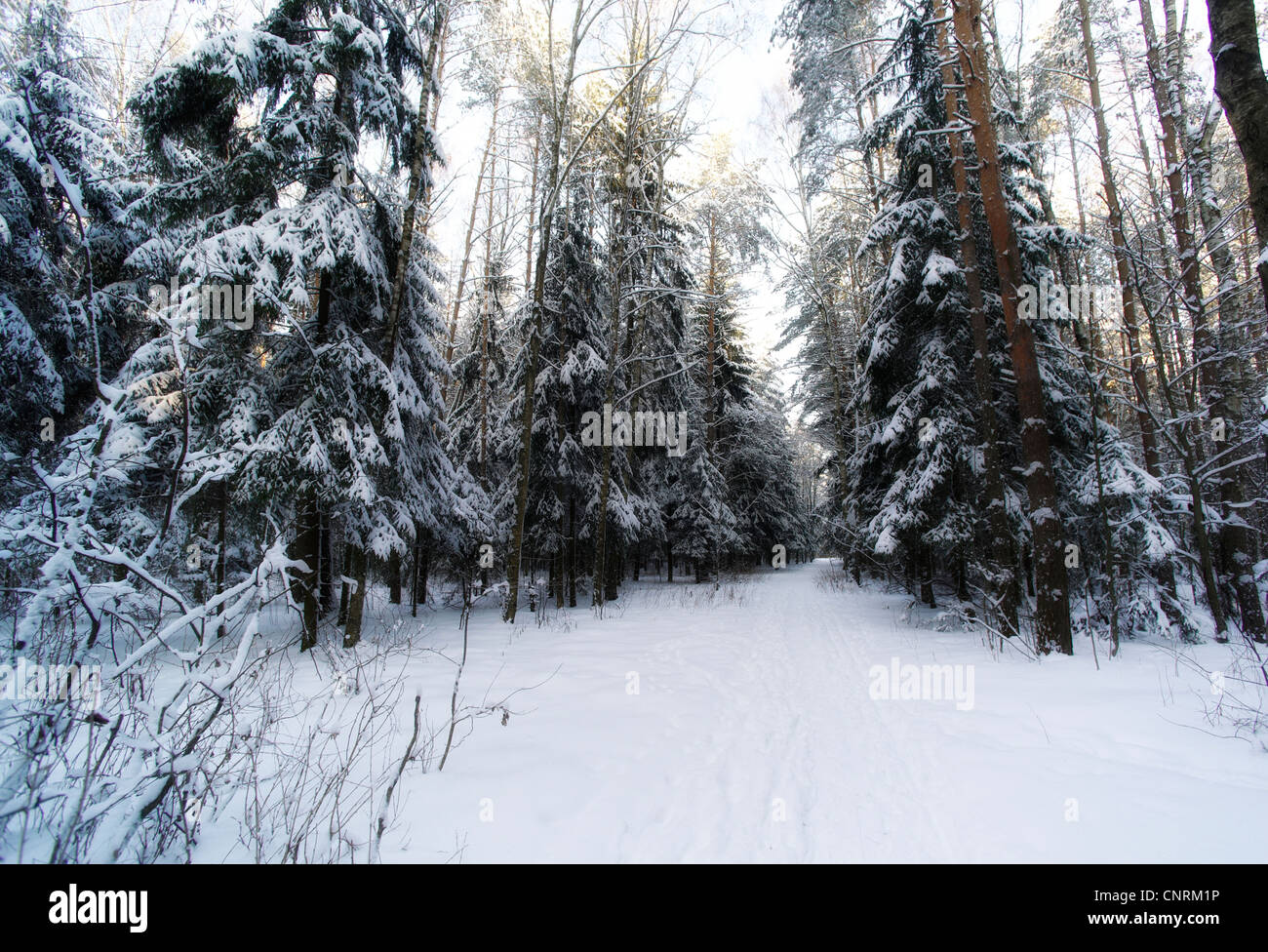beautiful winter forest Stock Photo - Alamy
