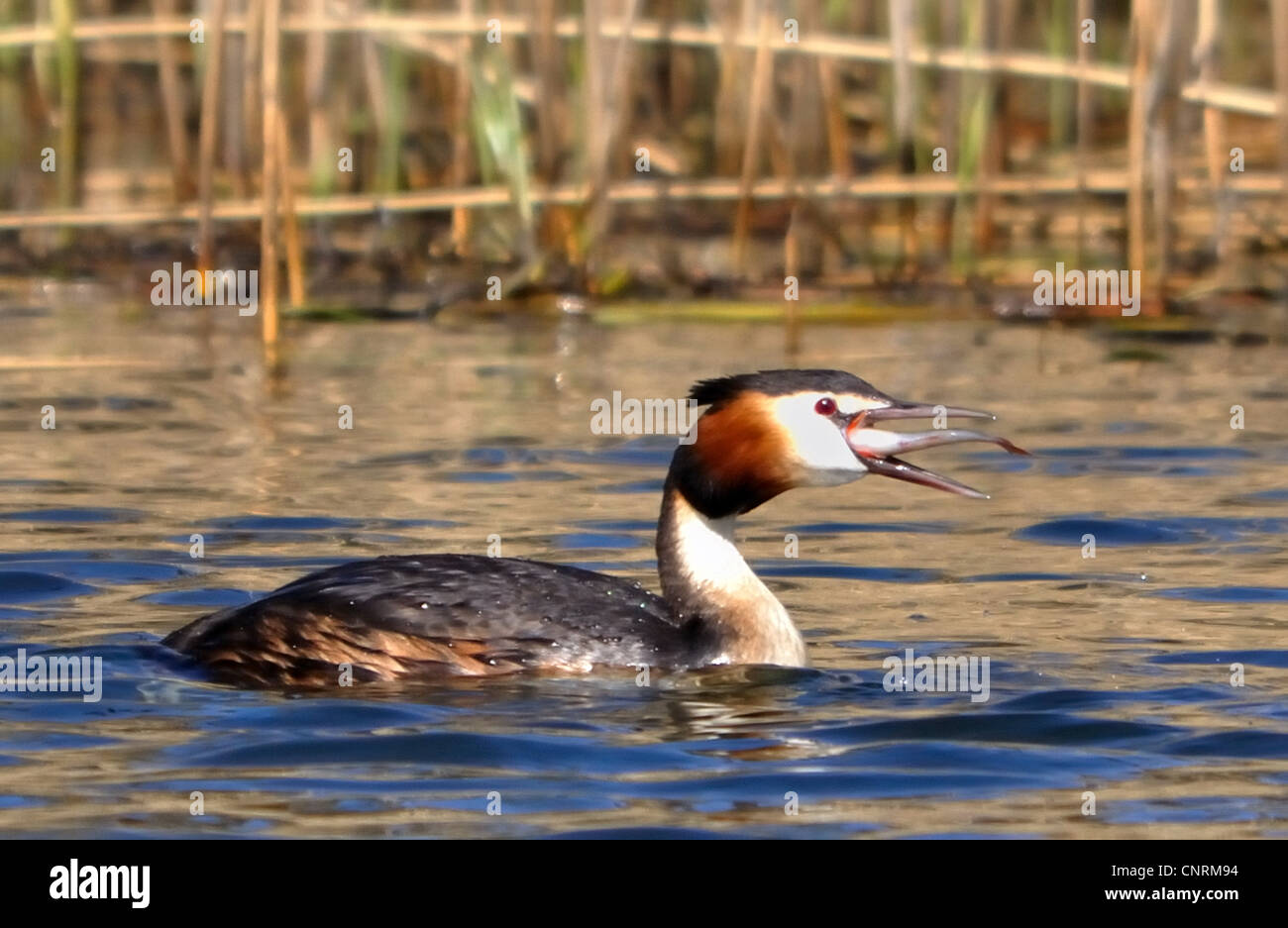 Grebe eating a fish hi-res stock photography and images - Alamy