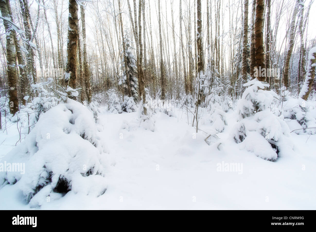 beautiful winter forest Stock Photo - Alamy
