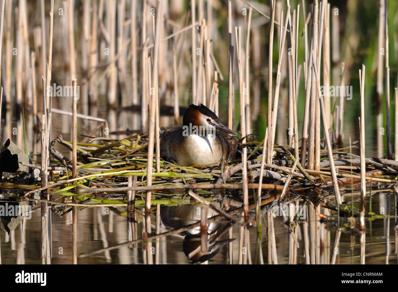 Great Crested Grebe on its nest incubating eggs Stock Photo - Alamy