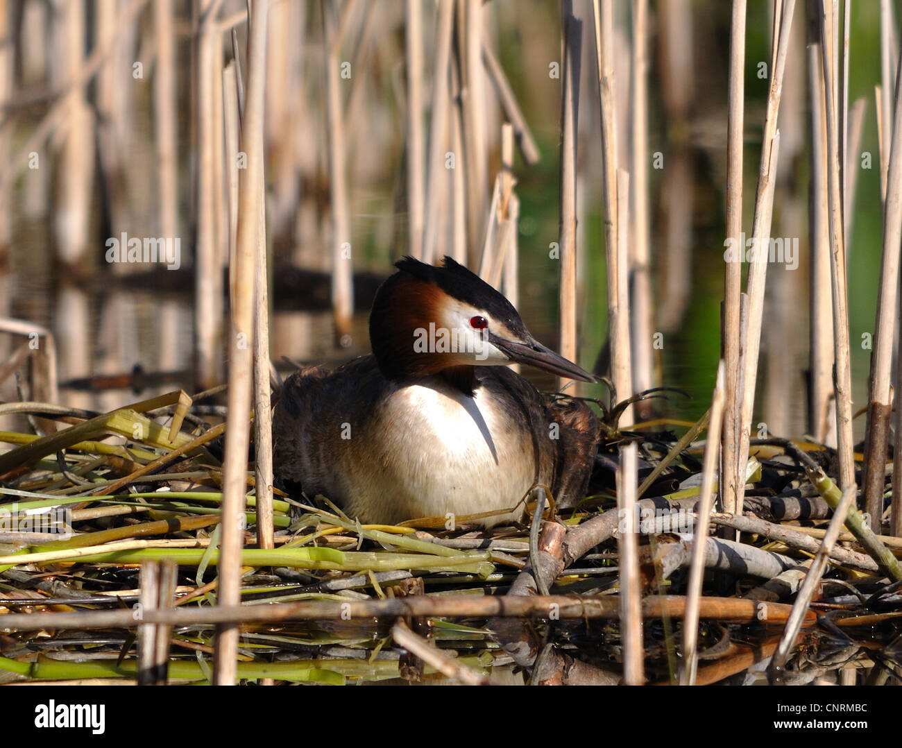 Great Crested Grebe on its nest incubating eggs Stock Photo - Alamy