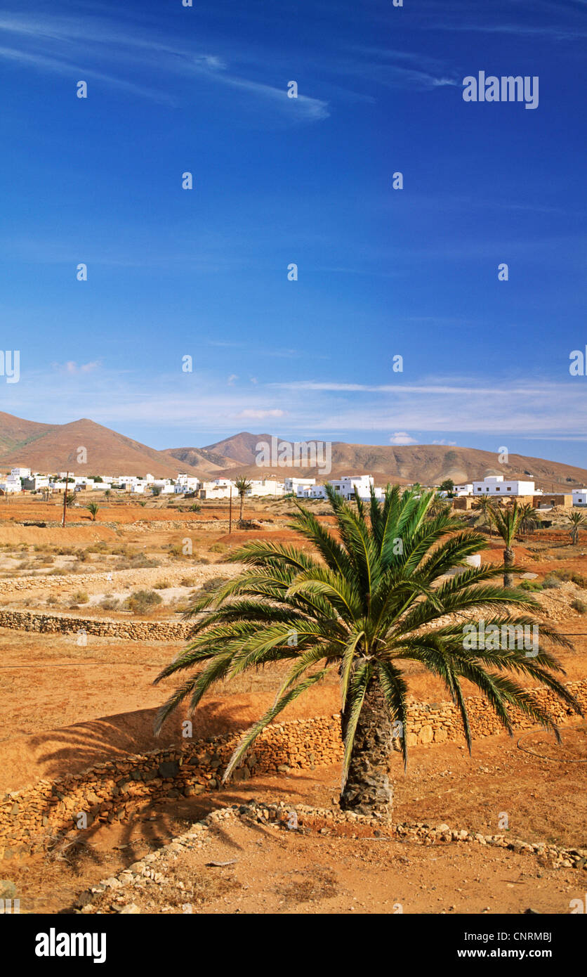 sago palm (Cycas revoluta), Typical landscape close to Tiscamanita ...