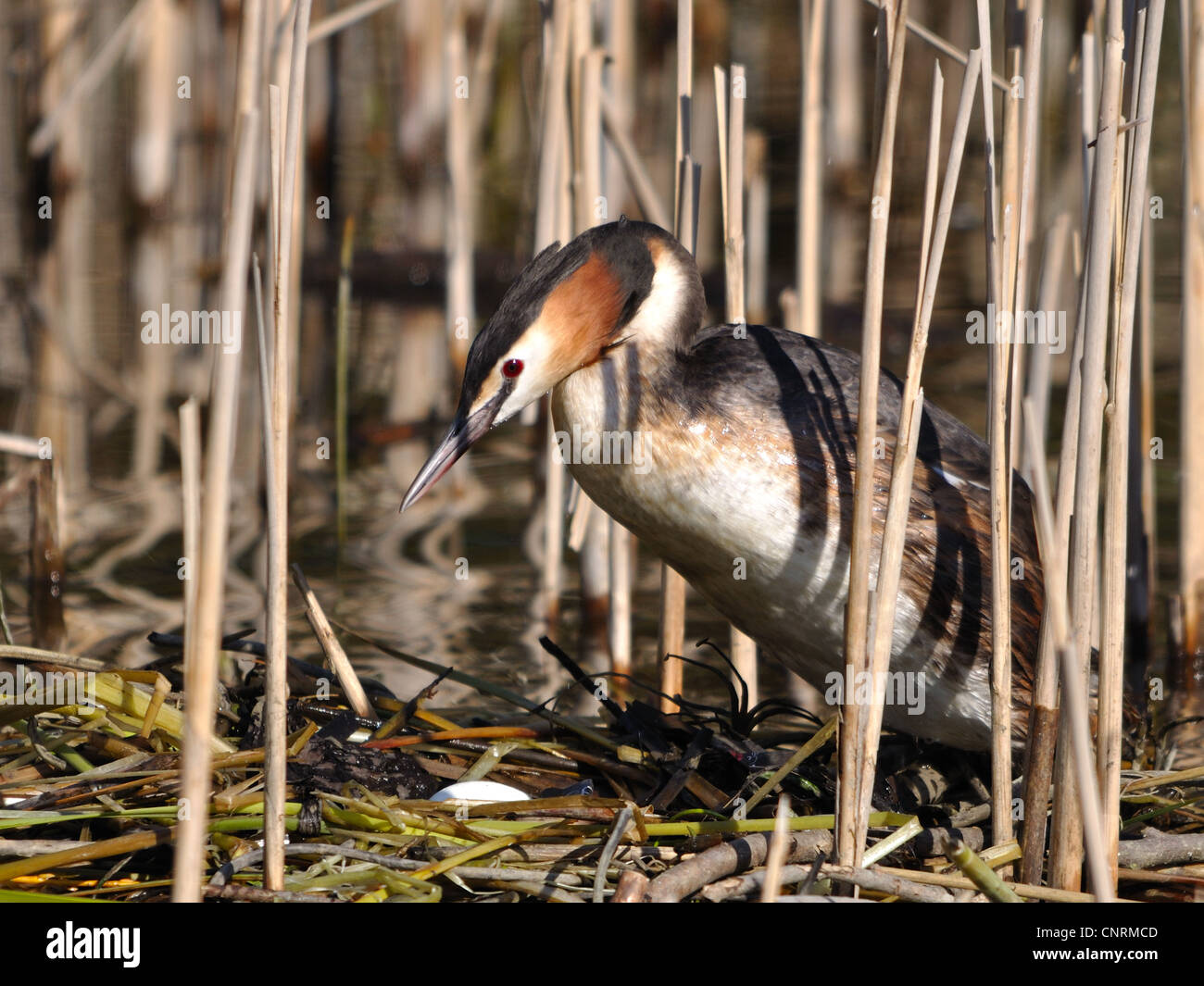 Great Crested Grebe on its nest incubating eggs Stock Photo - Alamy