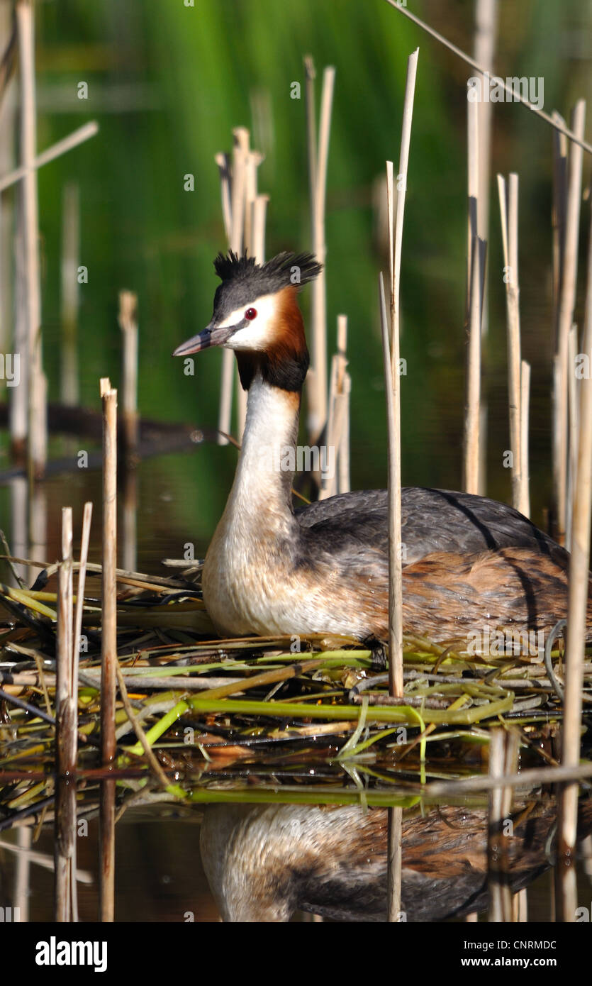 Great Crested Grebe on its nest incubating eggs Stock Photo - Alamy