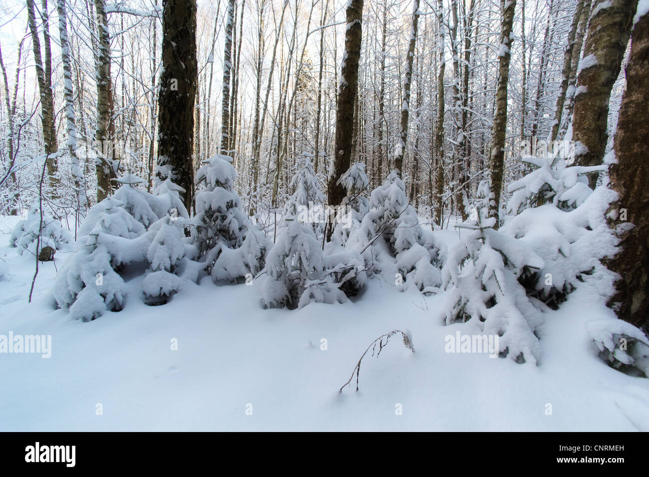 beautiful winter forest Stock Photo - Alamy