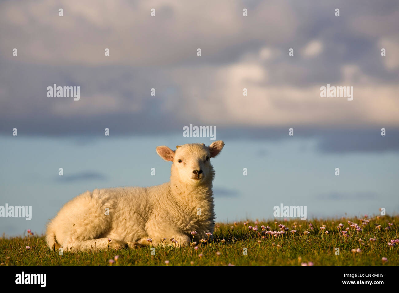 Shetland sheep lamb animal british hi-res stock photography and images ...