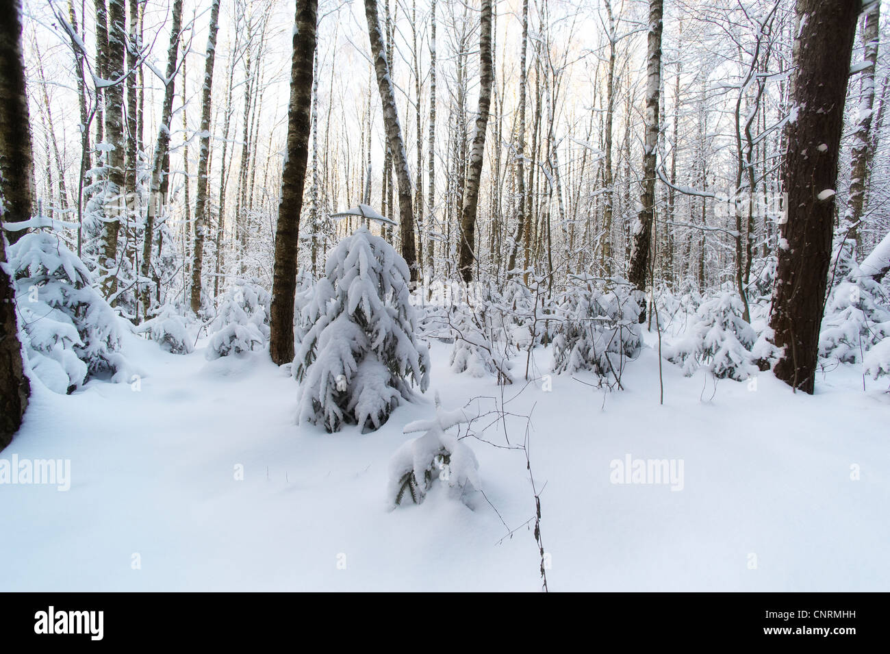 beautiful winter forest Stock Photo - Alamy