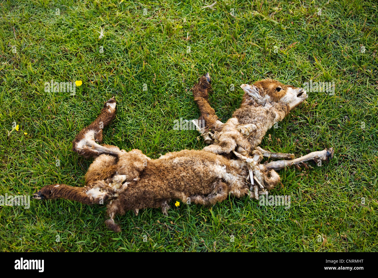 Cadaver body farm hi-res stock photography and images - Alamy