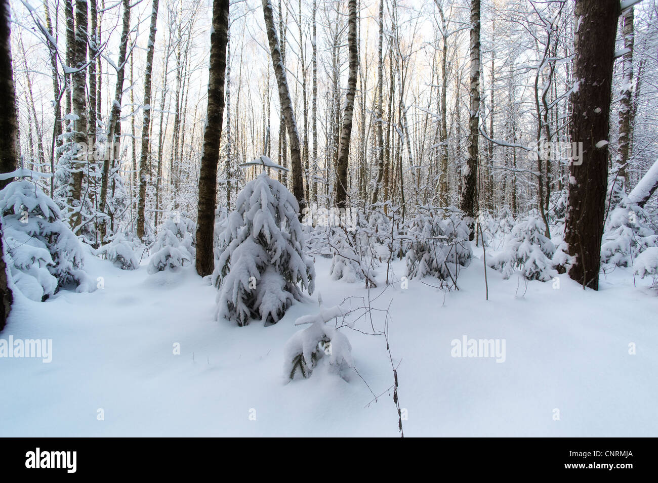 beautiful winter forest Stock Photo - Alamy