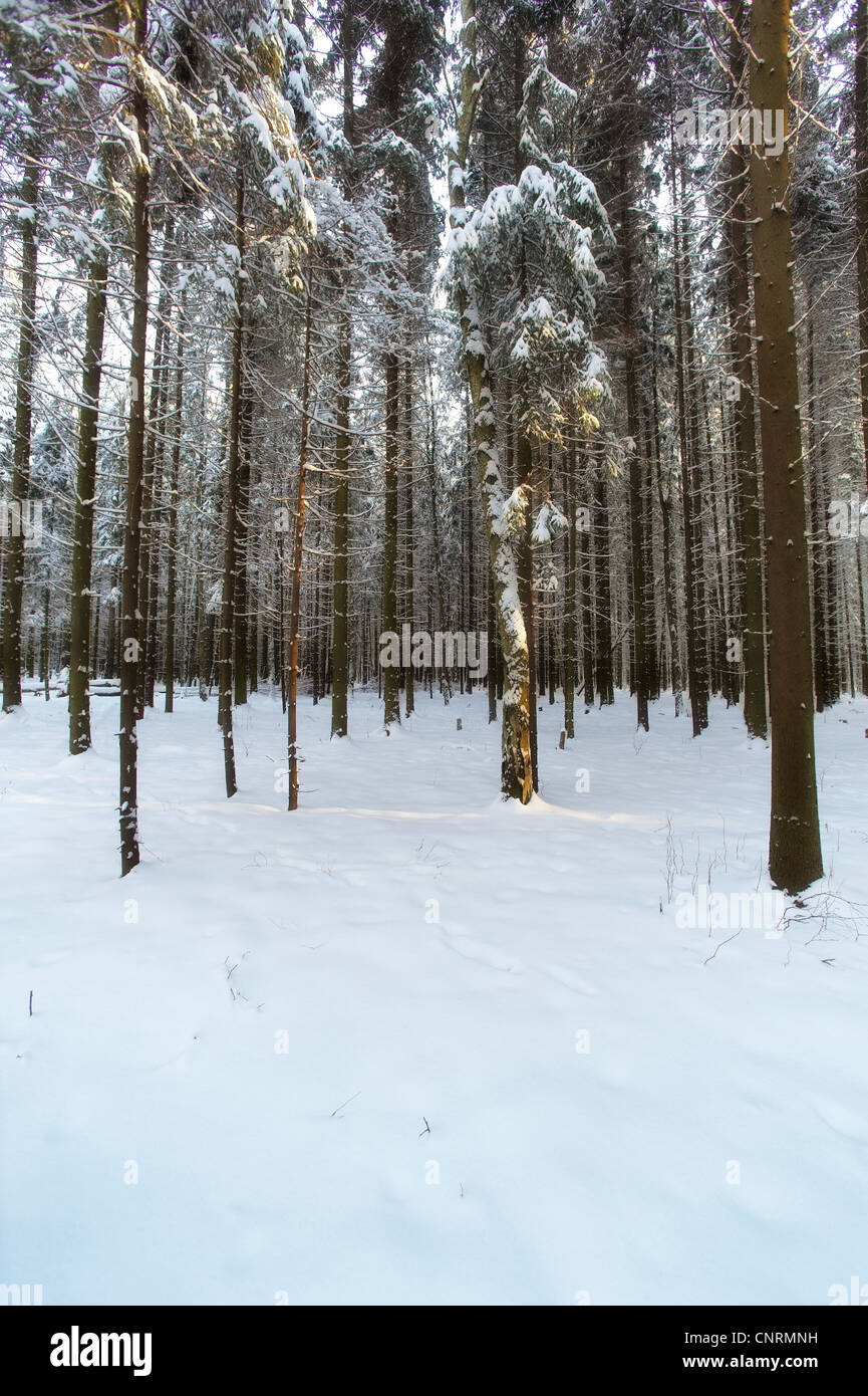 beautiful winter forest Stock Photo - Alamy