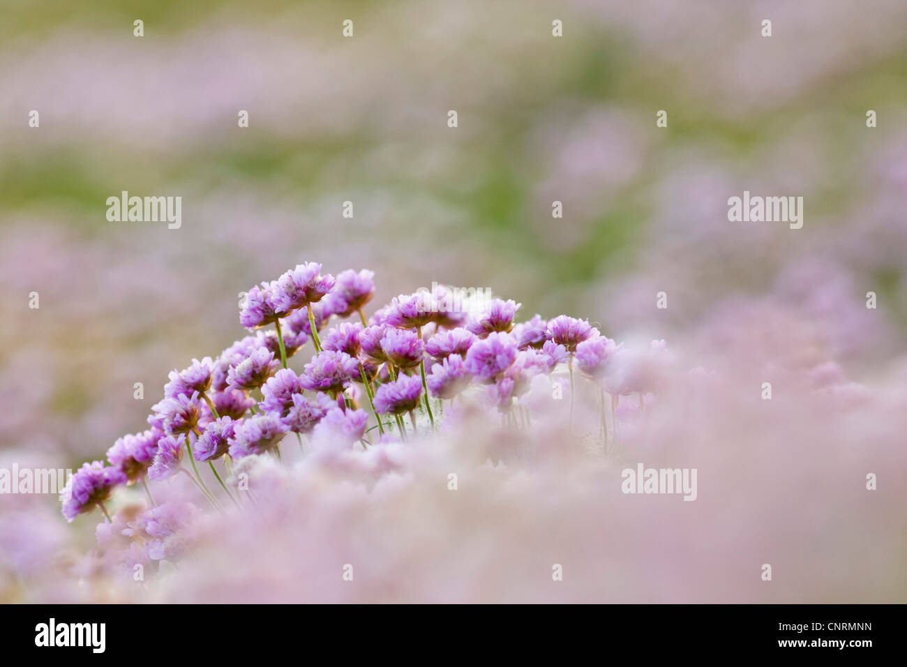 sea thrift, western thrift (Armeria maritima), flowers with ...