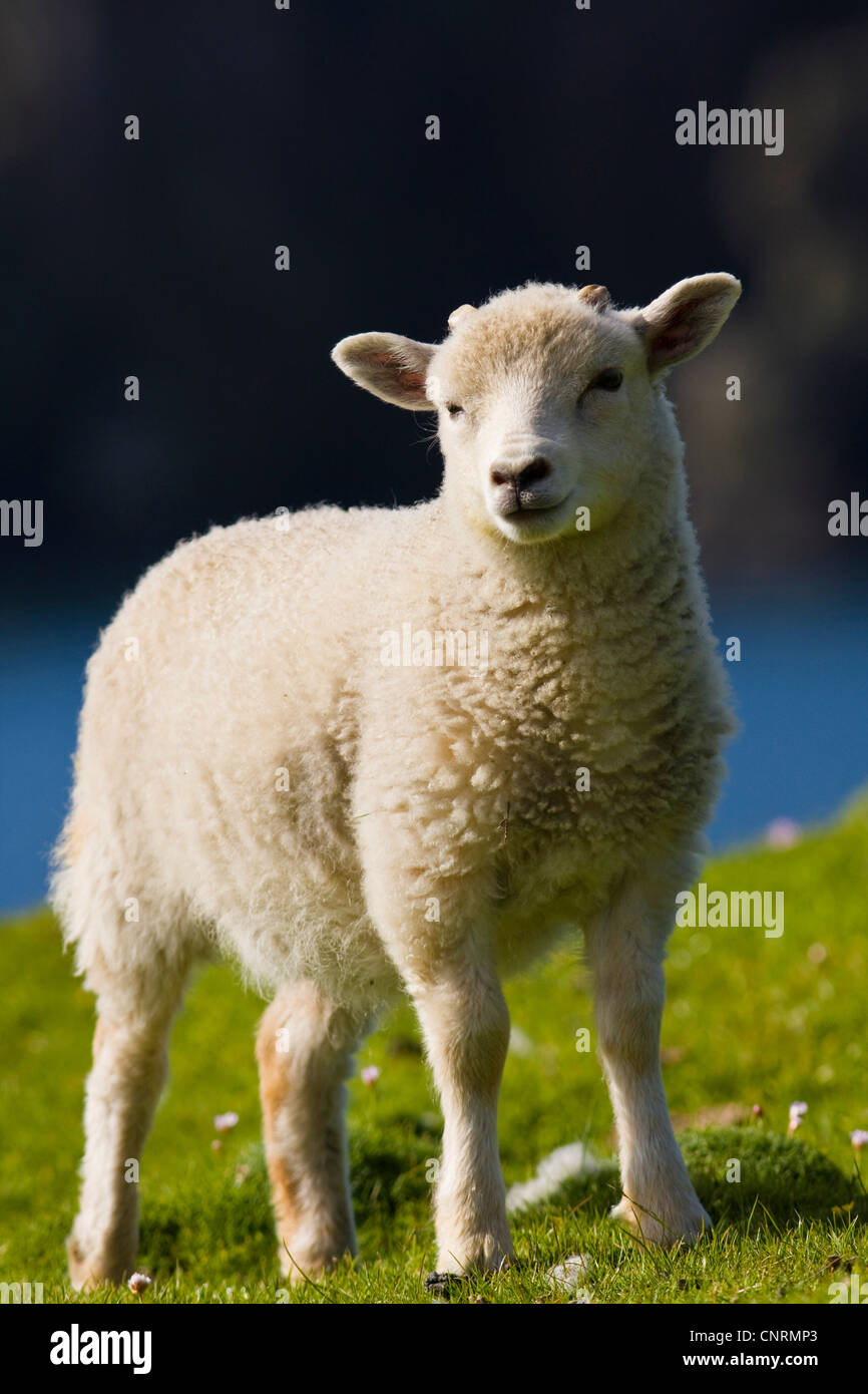 Shetland lamb hi-res stock photography and images - Alamy