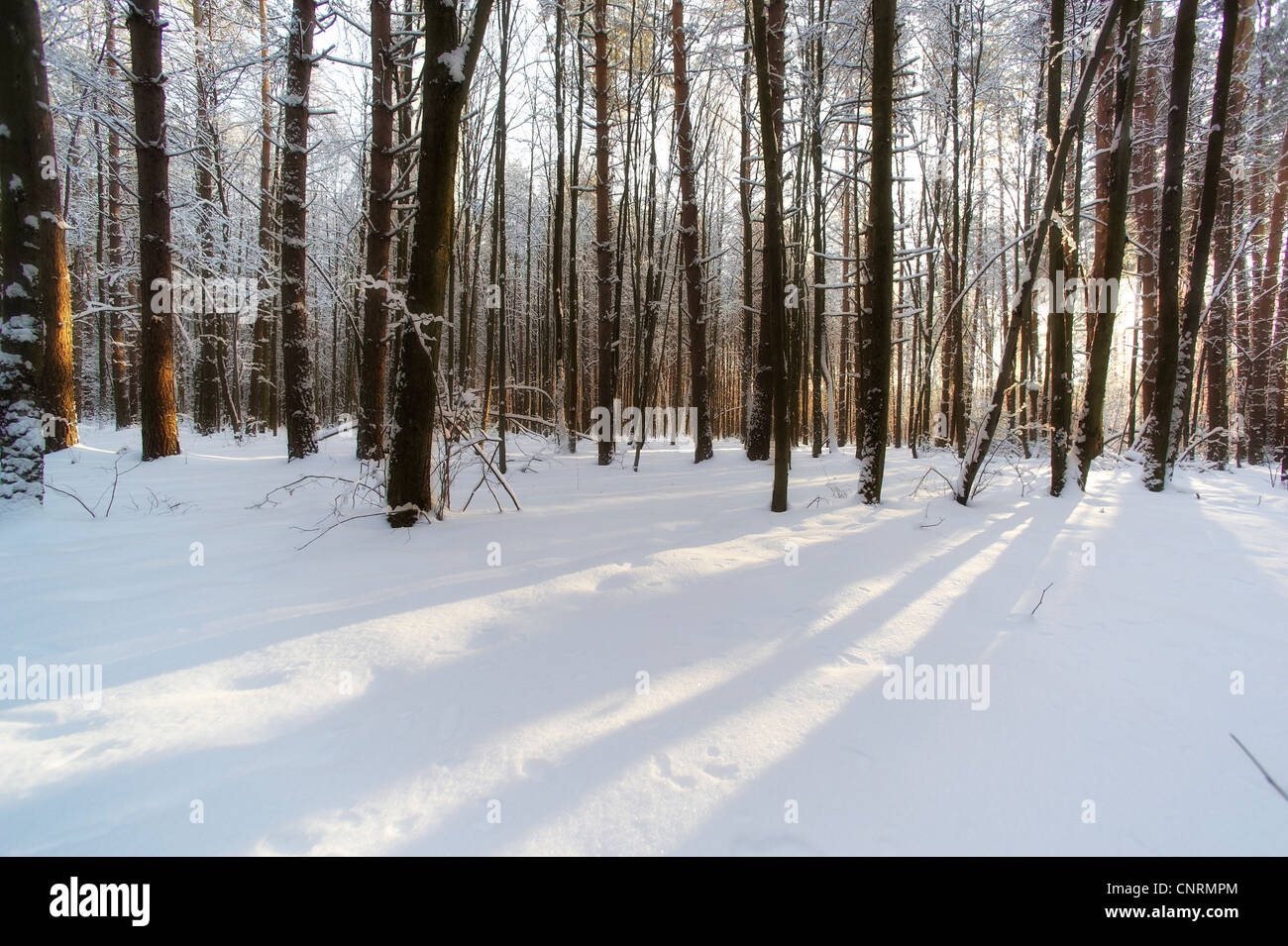 beautiful winter forest Stock Photo - Alamy