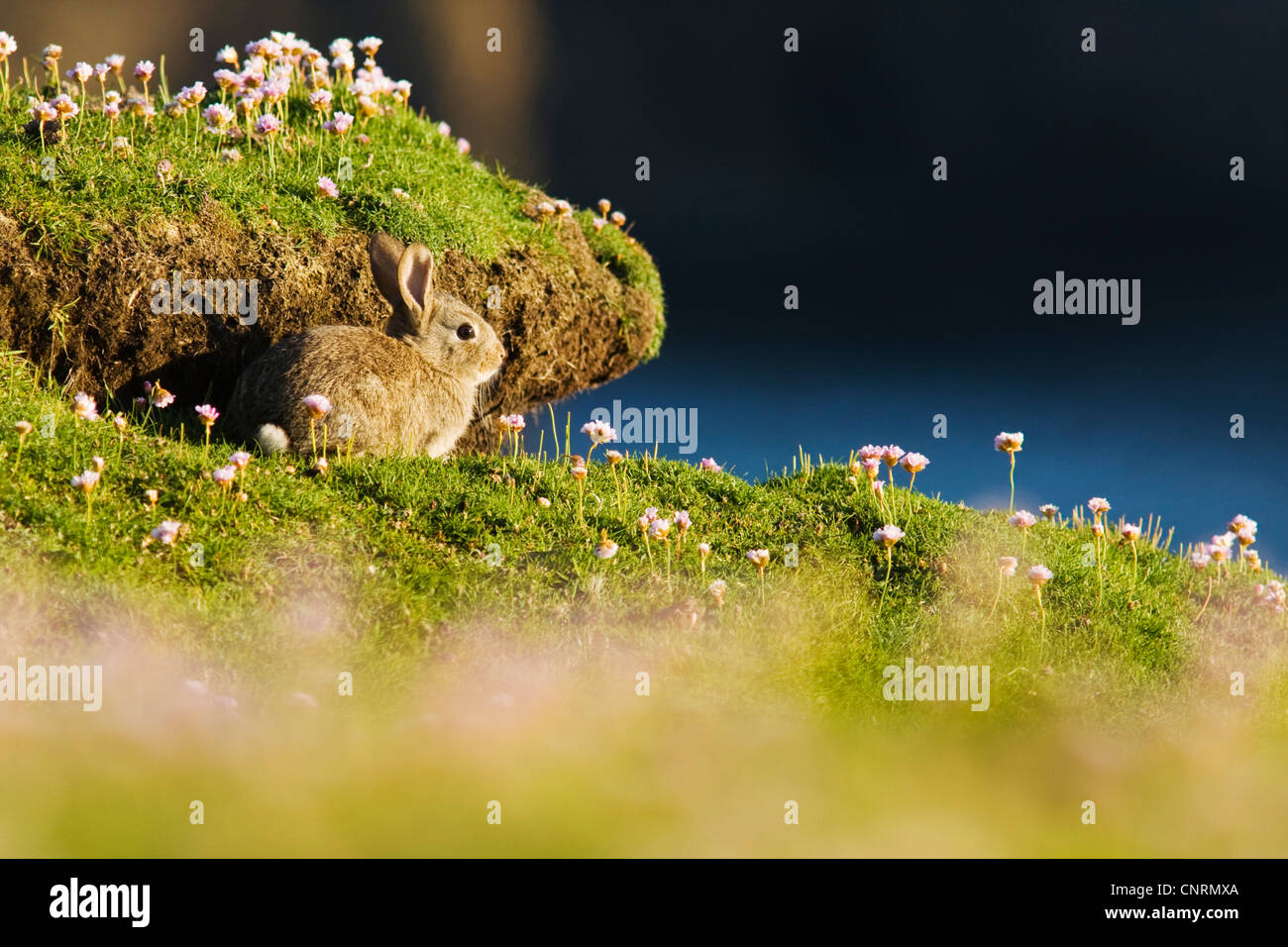 Rabbit islands hi-res stock photography and images - Alamy
