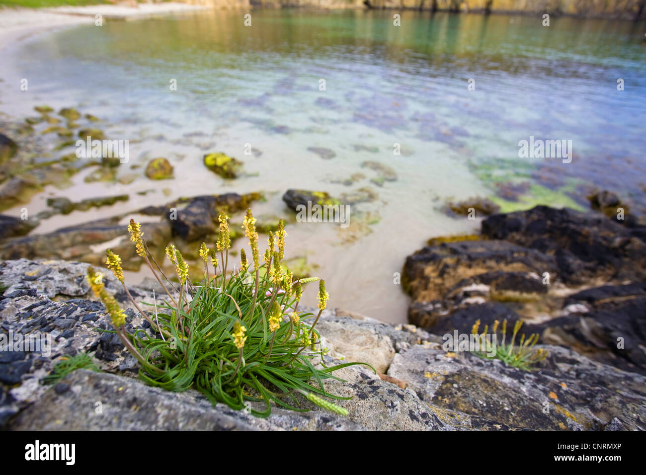 Sea Plantain (Plantago maritima), on rock in abay at the harbour ...