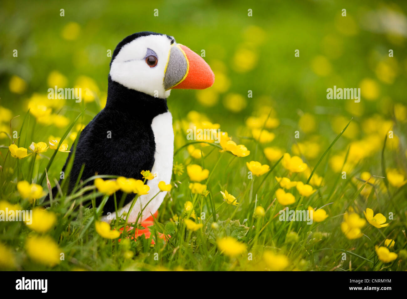 Puffin toys hi-res stock photography and images - Alamy