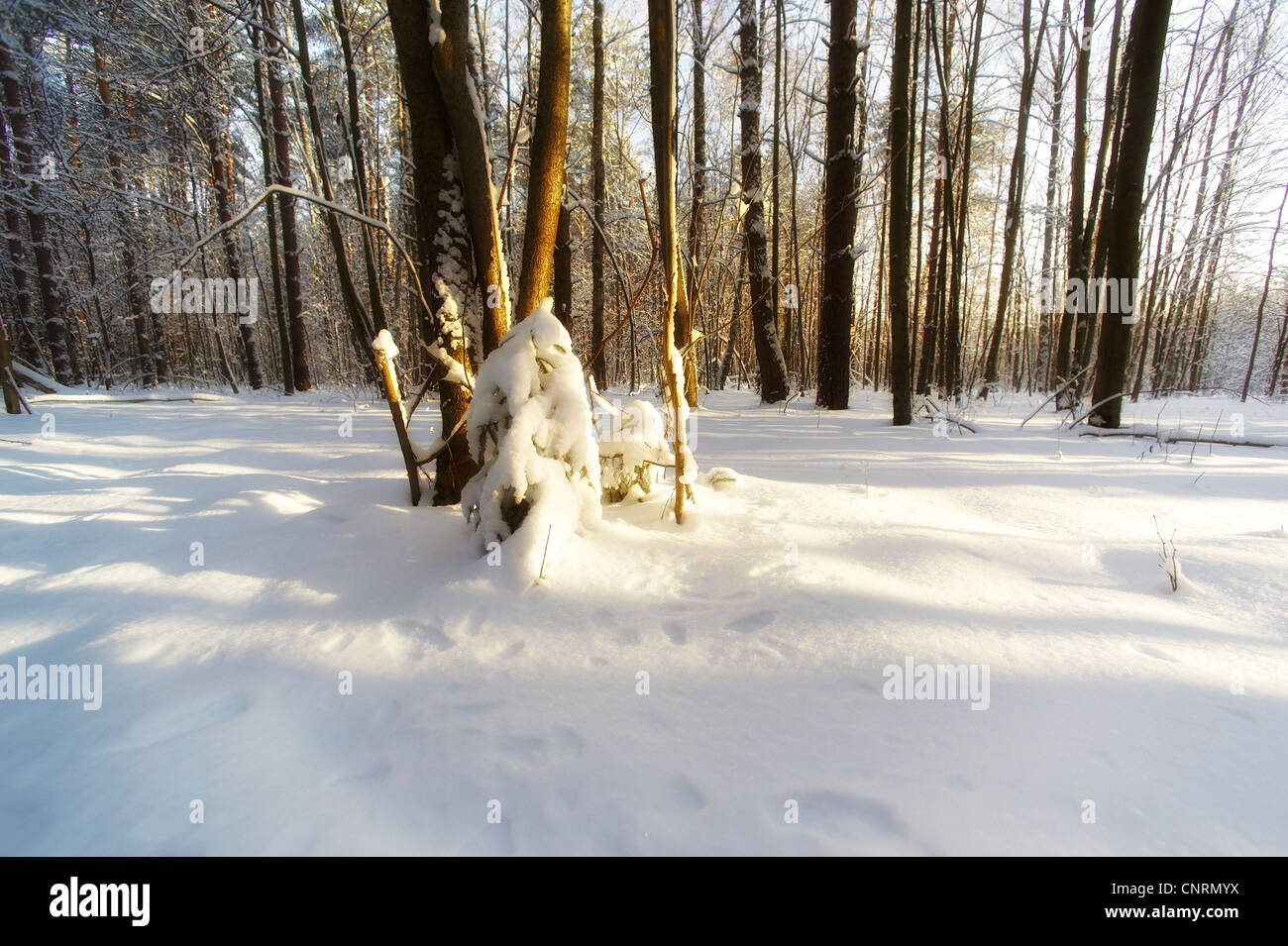 beautiful winter forest Stock Photo - Alamy