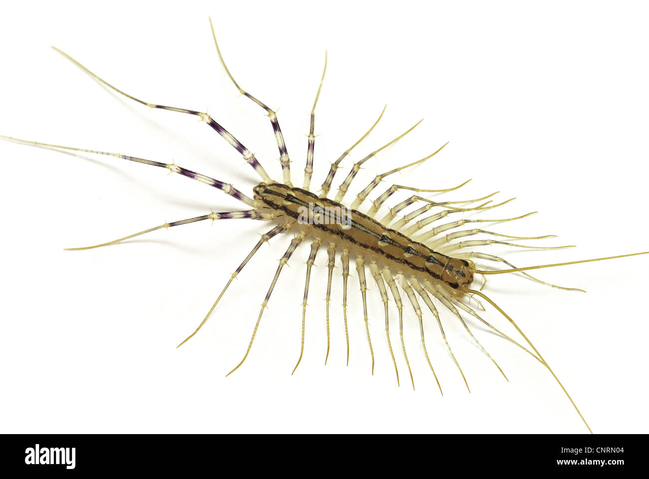 Scutigera centipede Cut Out Stock Images & Pictures - Alamy