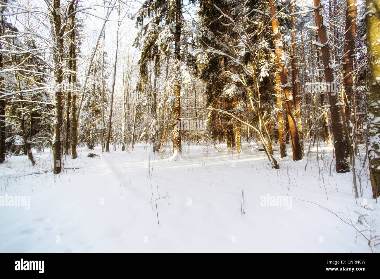 beautiful winter forest Stock Photo - Alamy