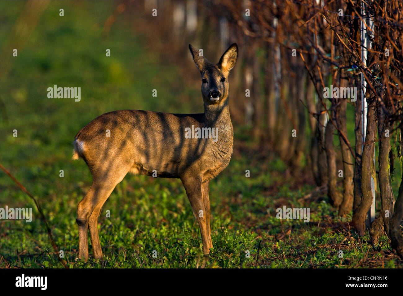 roe deer (Capreolus capreolus), single individual in vineyard, Germany ...