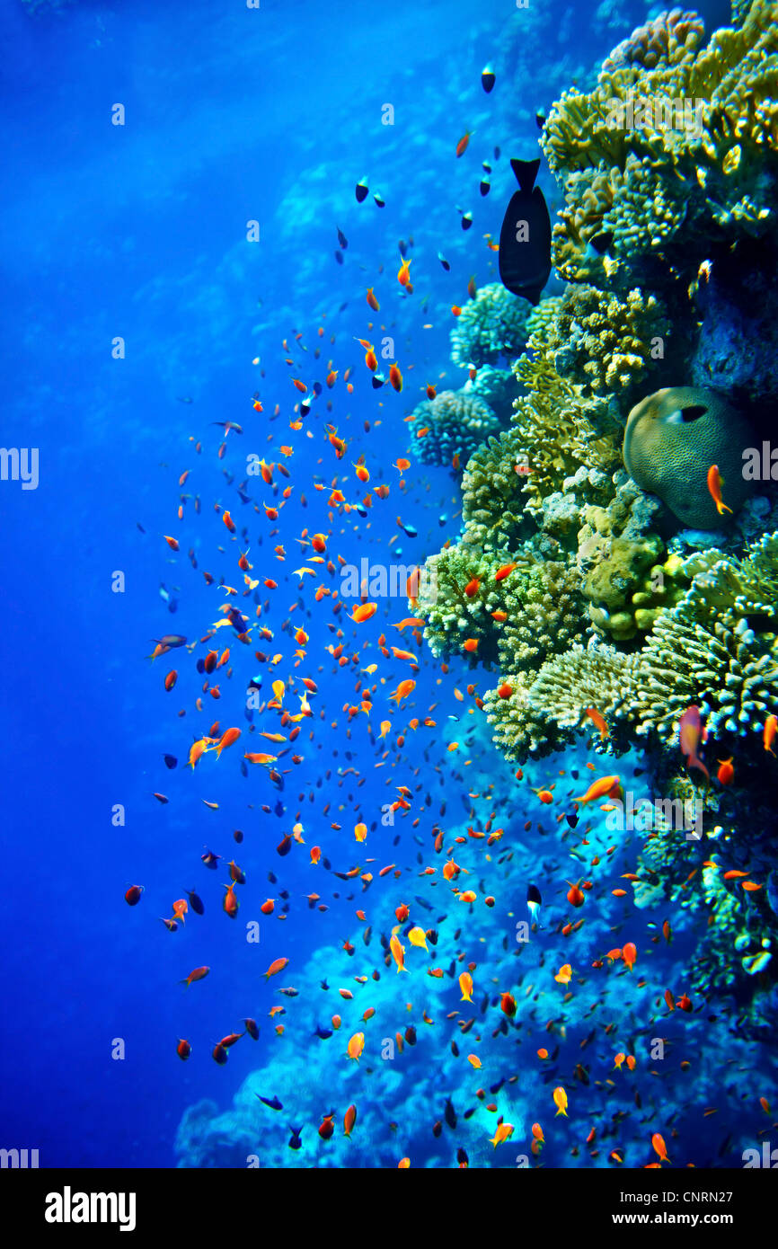 Group of coral fish blue water Stock Photo - Alamy