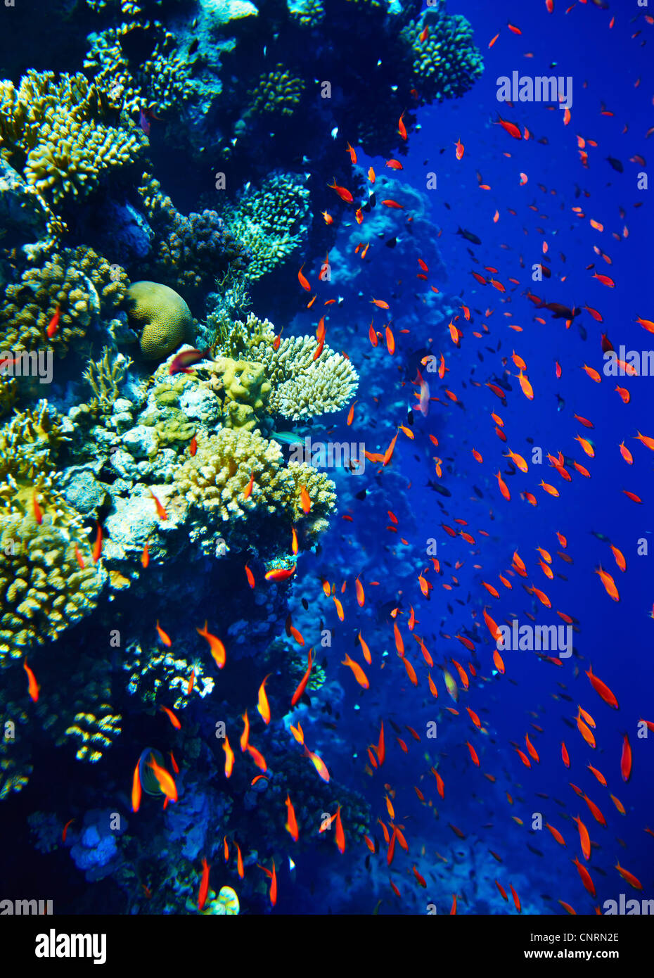 Group of coral fish blue water Stock Photo - Alamy