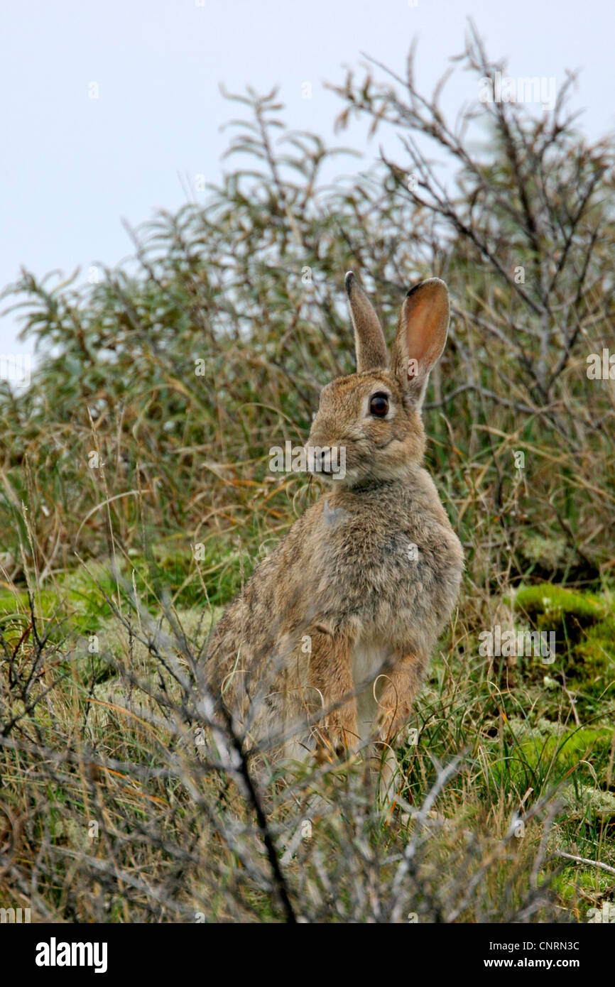 European rabbit (Oryctolagus cuniculus), in habitat, Netherlands, Texel ...