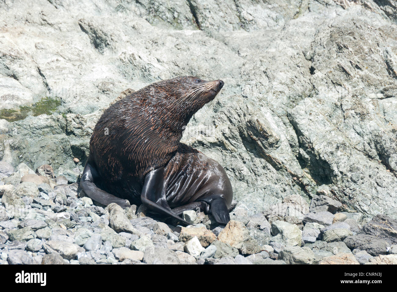 New Zealand Fur Seals, Arctocephalus forsteri (kekeno in Maori) at Cape ...