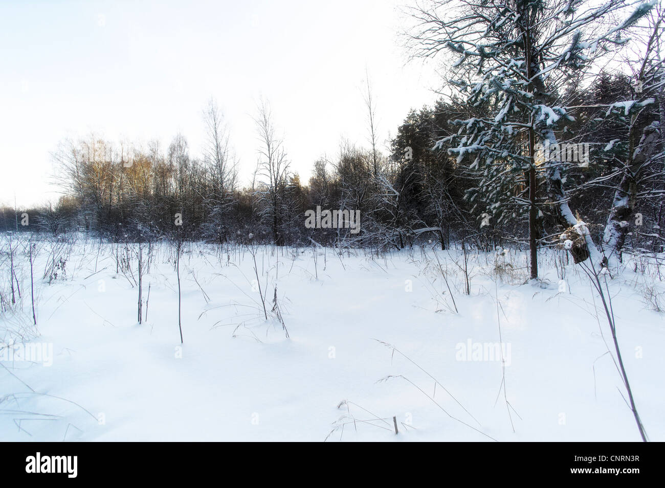 beautiful winter forest Stock Photo - Alamy