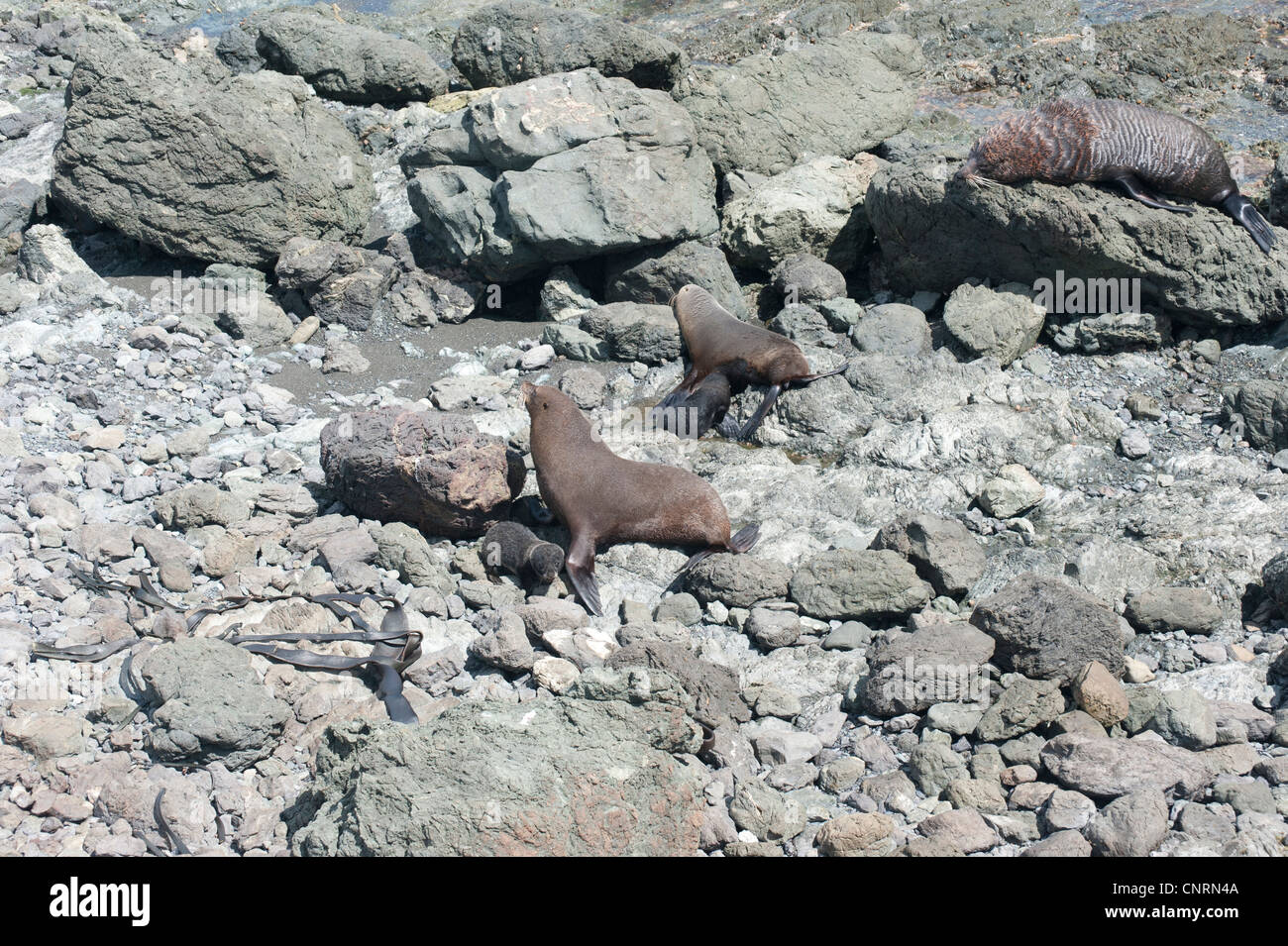 Maori kekeno hi-res stock photography and images - Alamy